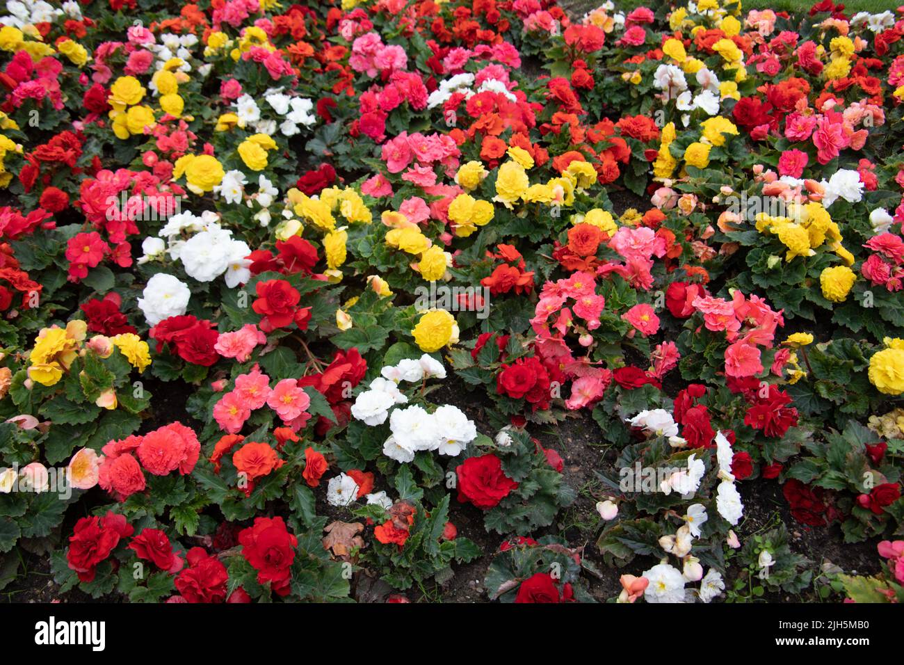 colourful flowers in the botanical garden Stock Photo - Alamy