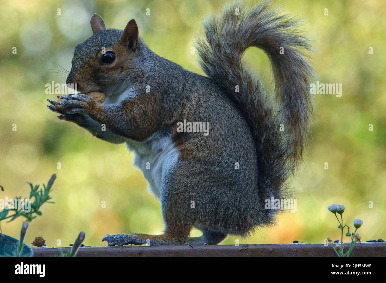 A Squirrel finds a peanut on the deck Stock Photo - Alamy