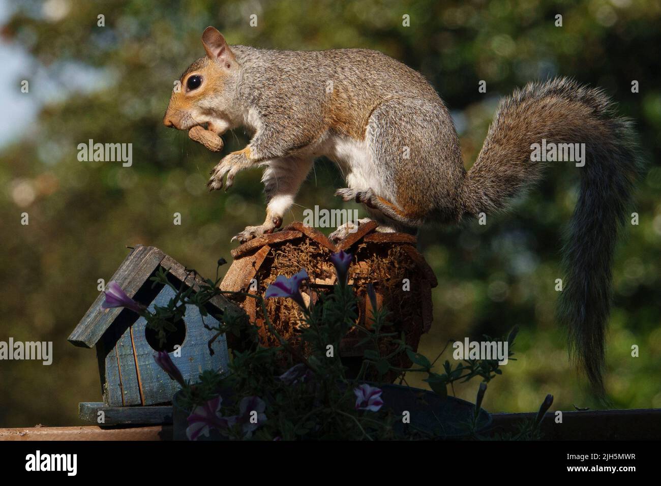 Urban squirrel roof hi-res stock photography and images - Alamy