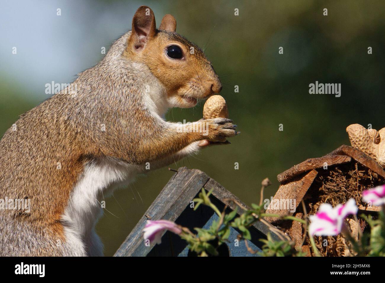 A Squirrel finds a peanut on the deck Stock Photo - Alamy