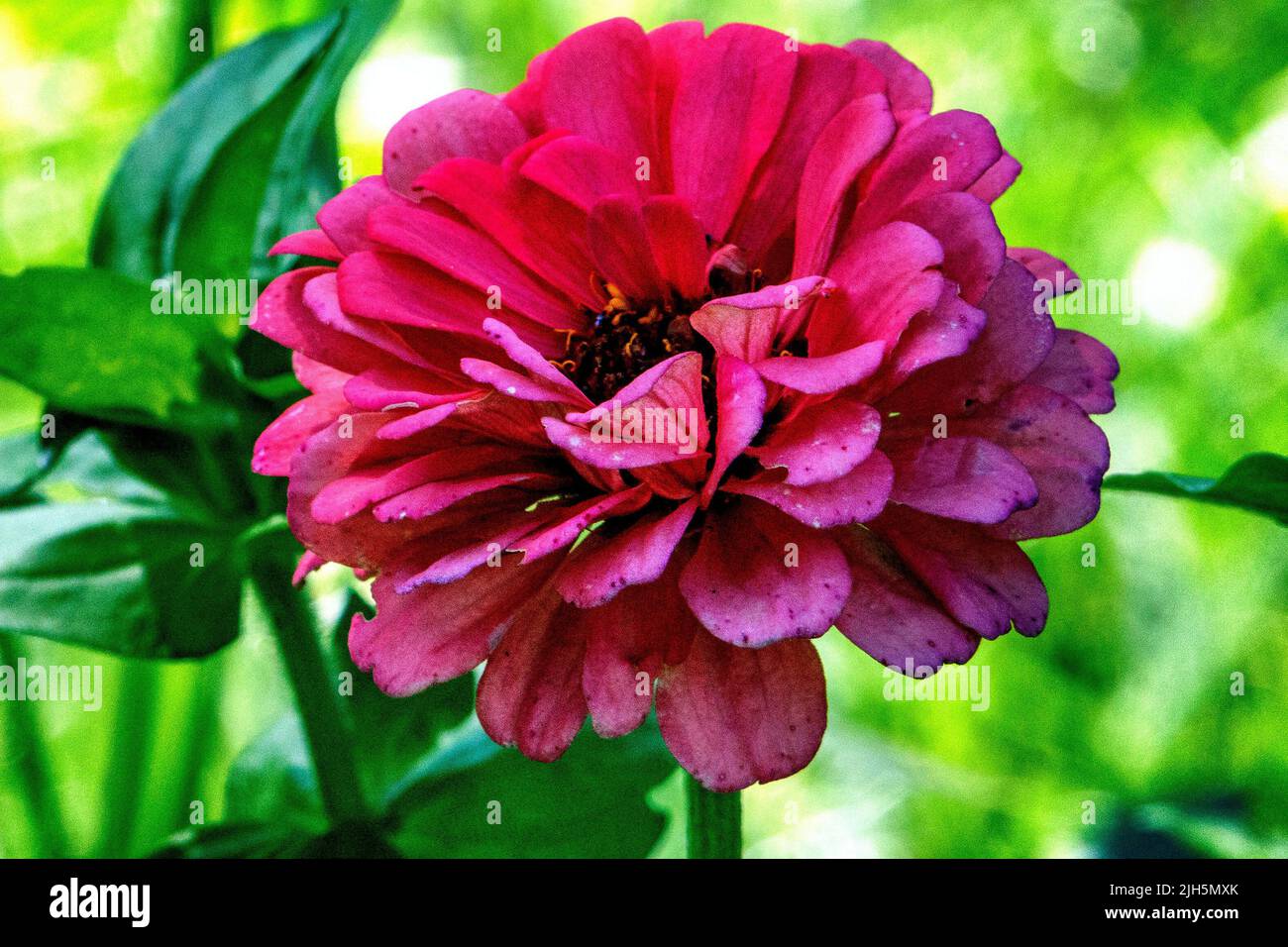 A Zinnia flower in full bloom Stock Photo - Alamy
