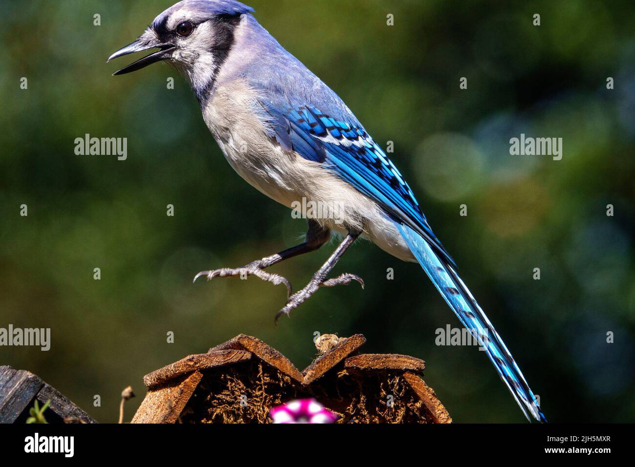 A Bluejay perches on the roof of a bird house Stock Photo - Alamy