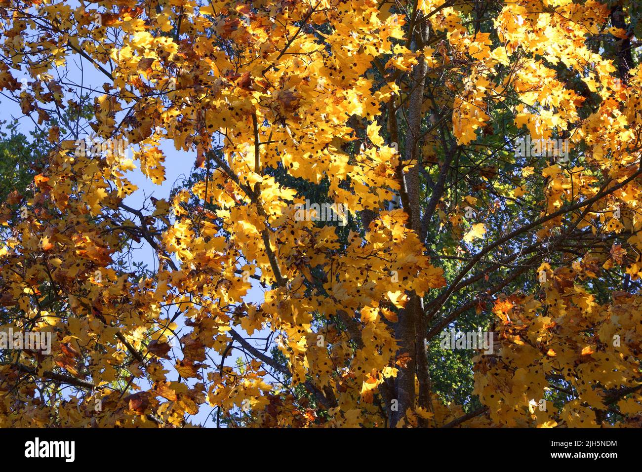 Enlightened tree hi-res stock photography and images - Alamy