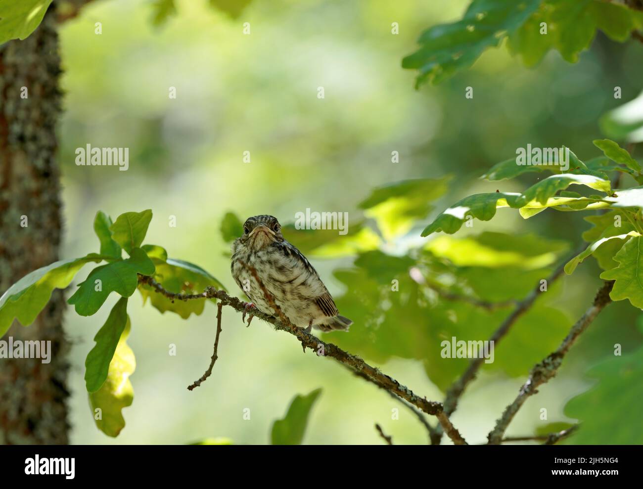 Spotted flycatcher cub waiting for his food Stock Photo - Alamy