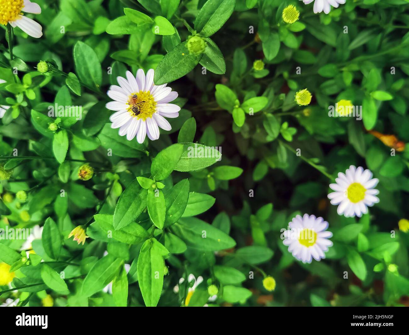 Honey Bee on daisy flowers in meadow. Insect sits on white flower of ...