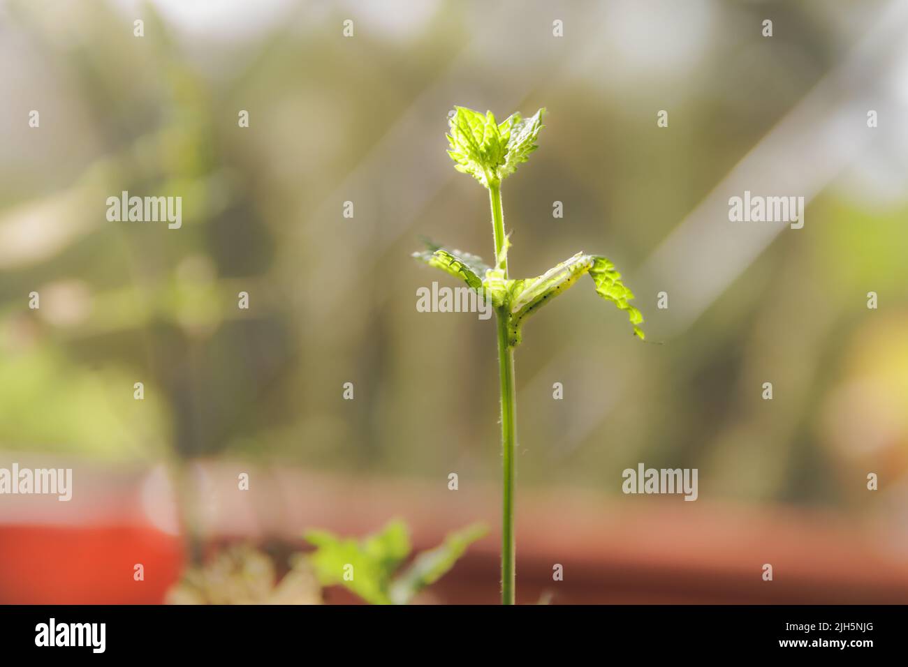 Green worm or caterpillar eating leaves of ornamental aromatic plant ...
