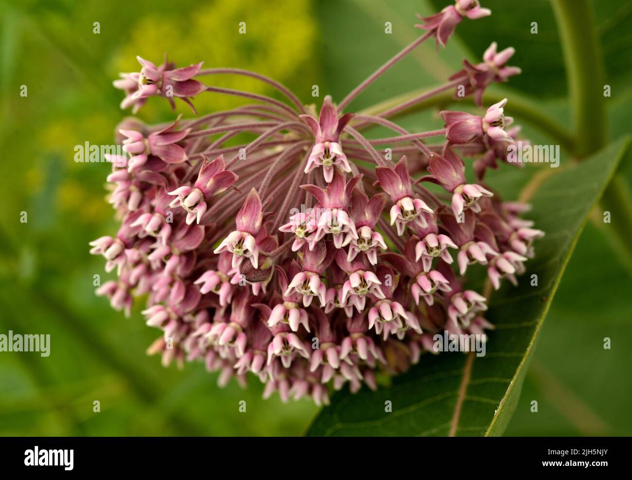 Purple milkweed hi-res stock photography and images - Alamy