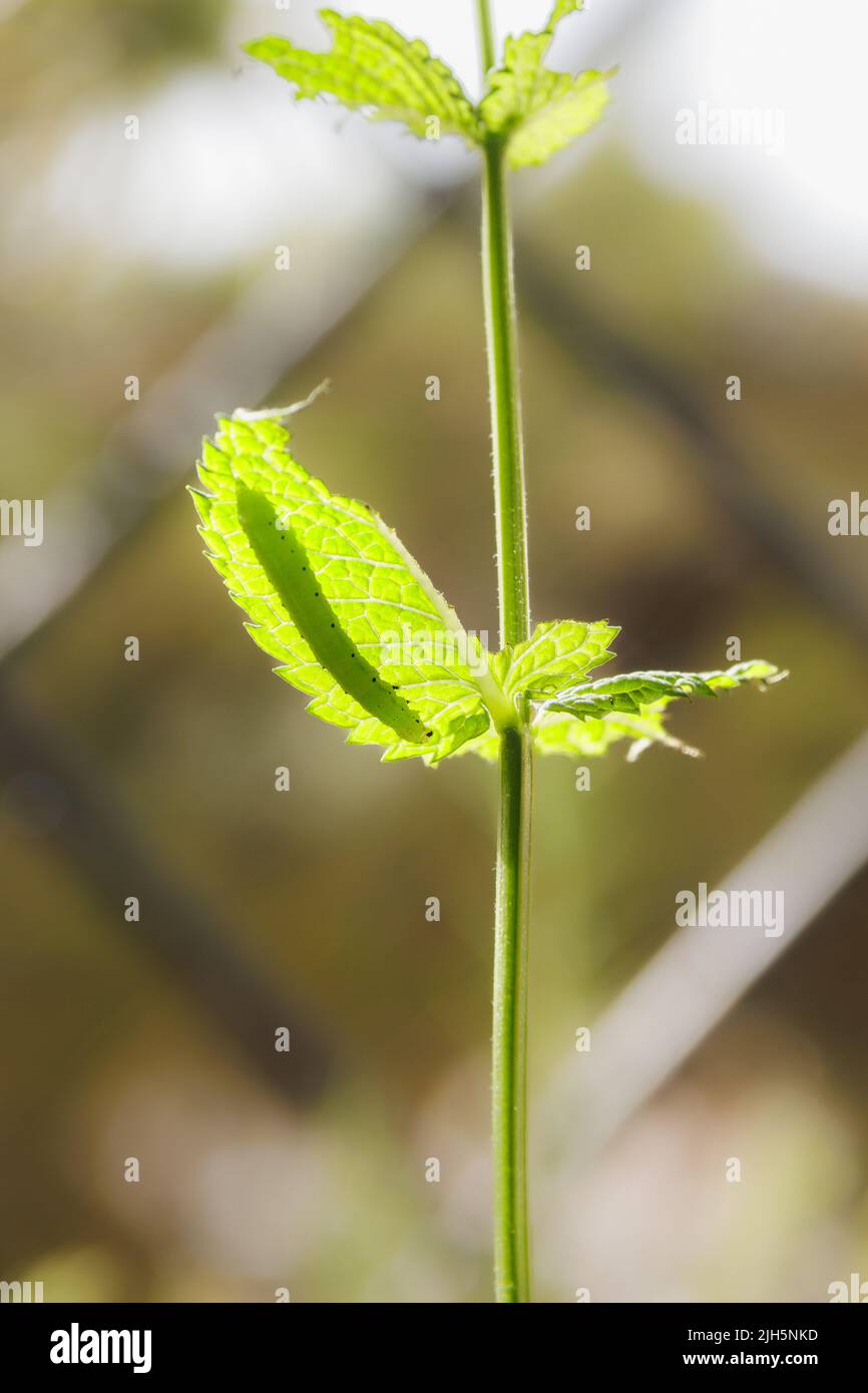 Green worm or caterpillar eating leaves of ornamental aromatic plant ...