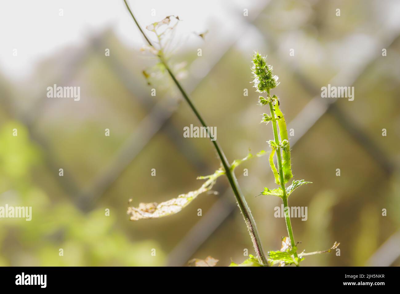 Green worm or caterpillar eating leaves of ornamental aromatic plant ...