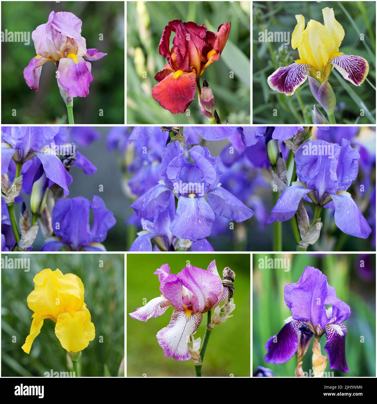 Iris flower collage with different colors Stock Photo - Alamy
