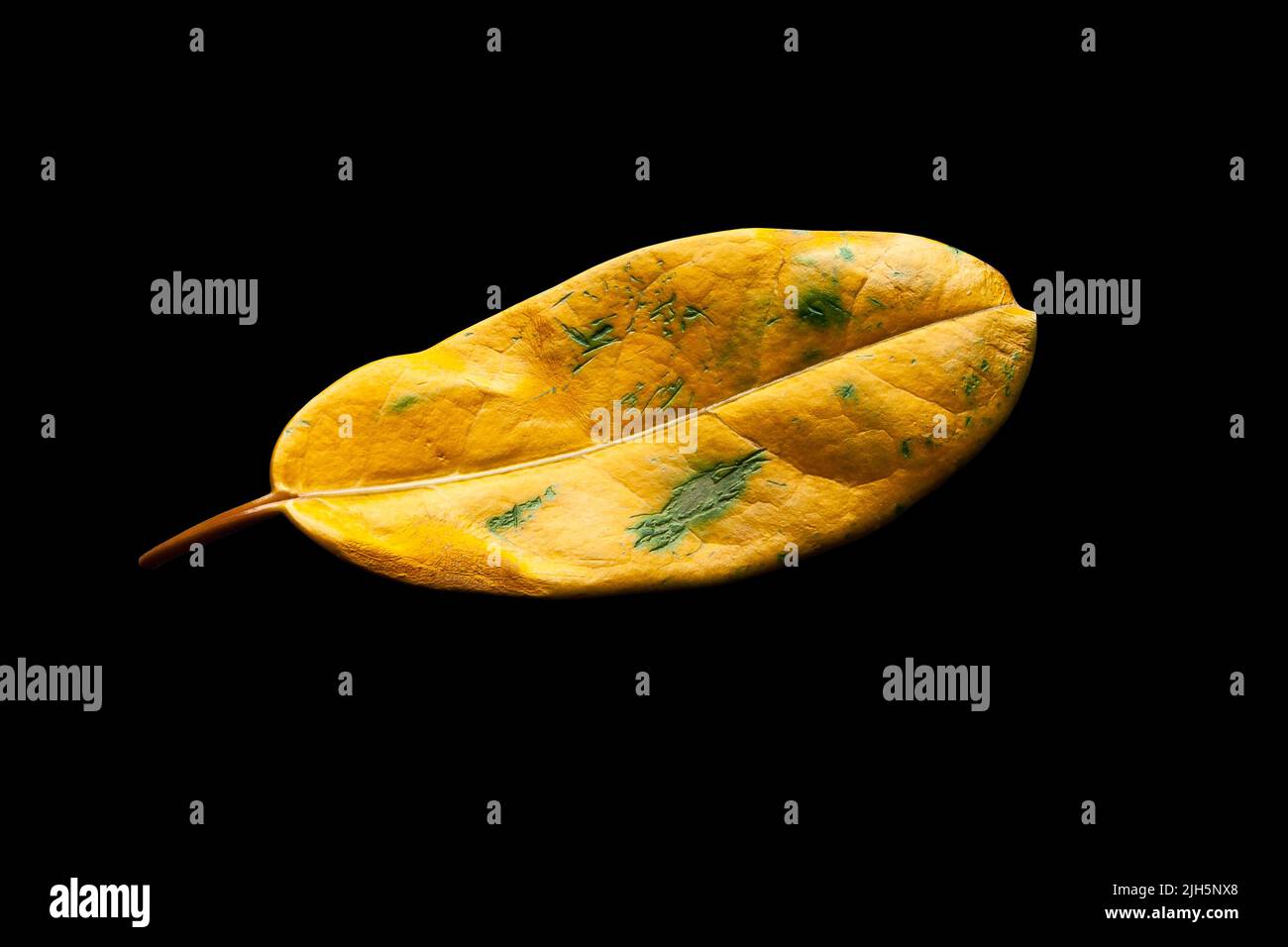 Fading leaf hi-res stock photography and images - Alamy