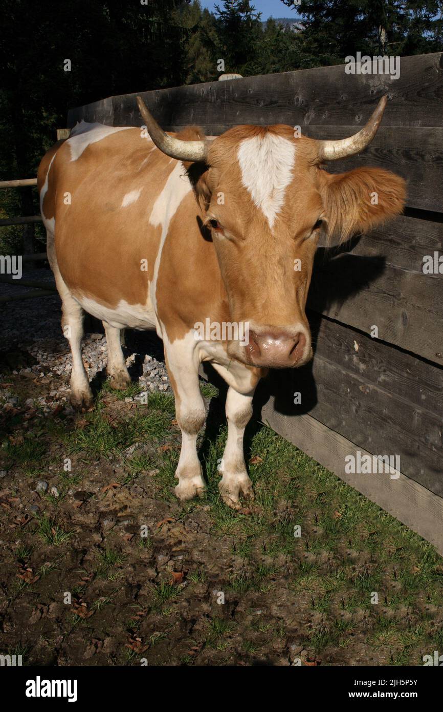 Rind / Cattle / Bos taurus Stock Photo - Alamy