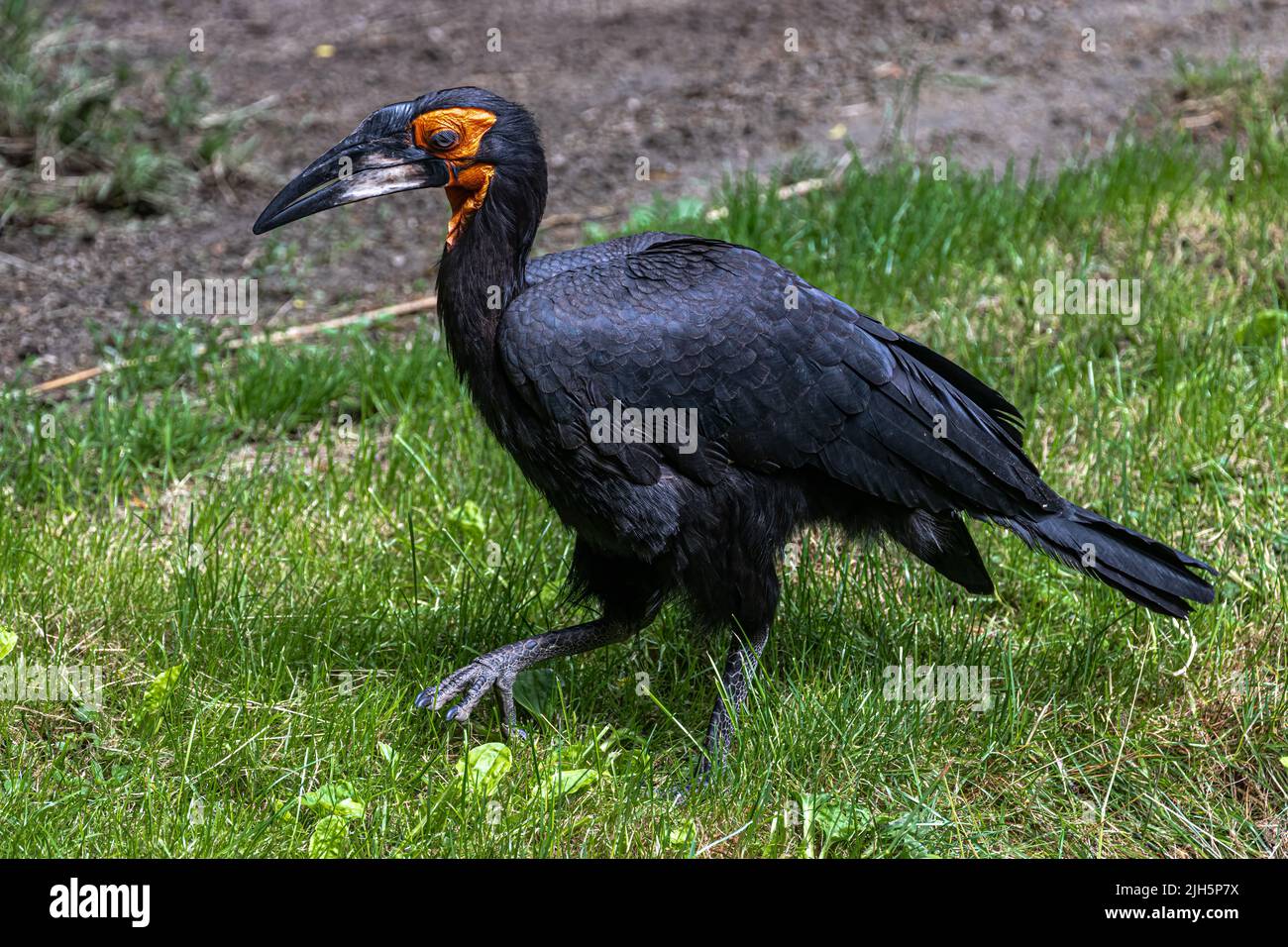 Southern Ground Hornbill (Bucorvus leadbeateri) Searching for Food ...