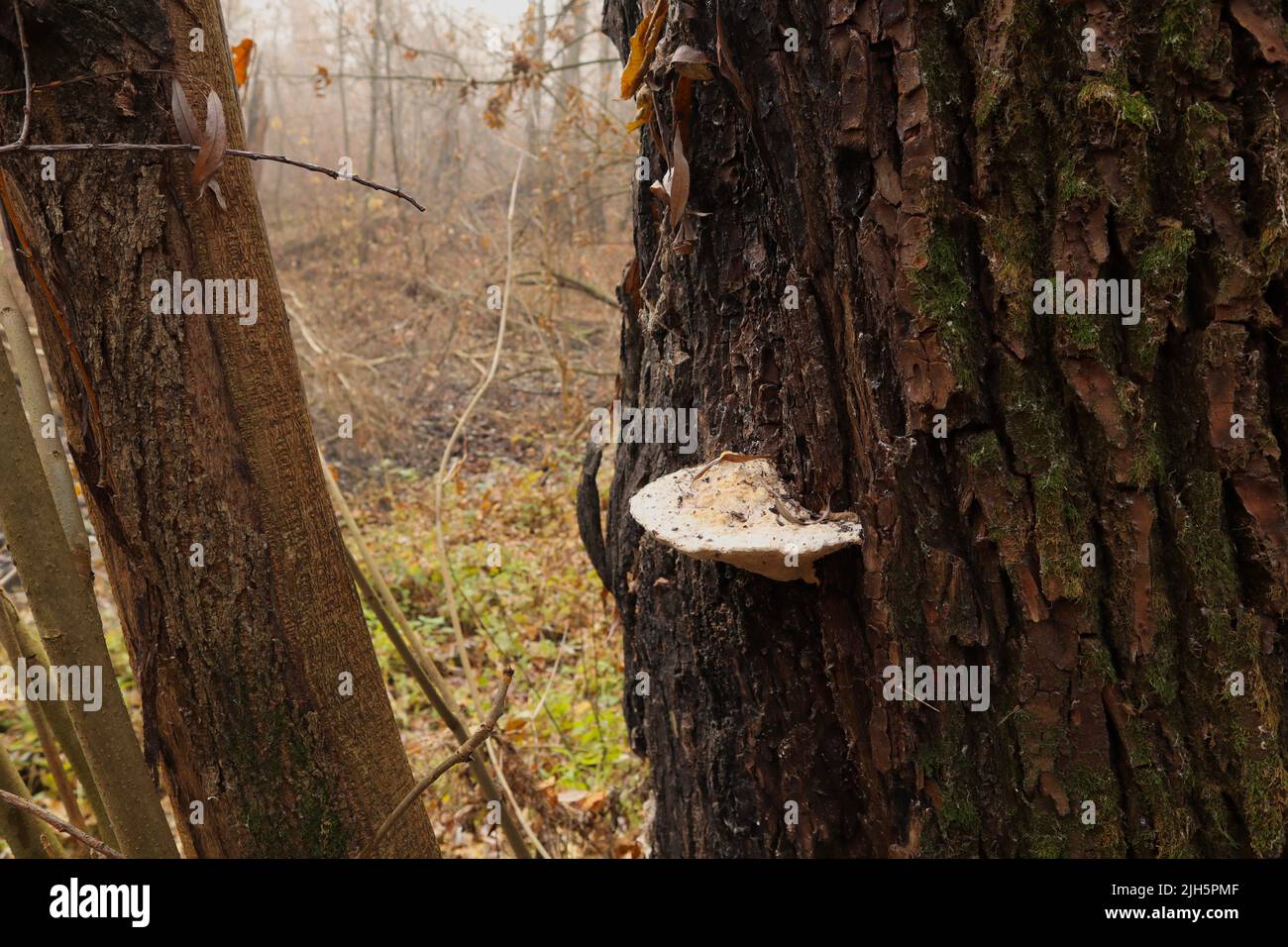 Tropical fungus hi-res stock photography and images - Alamy