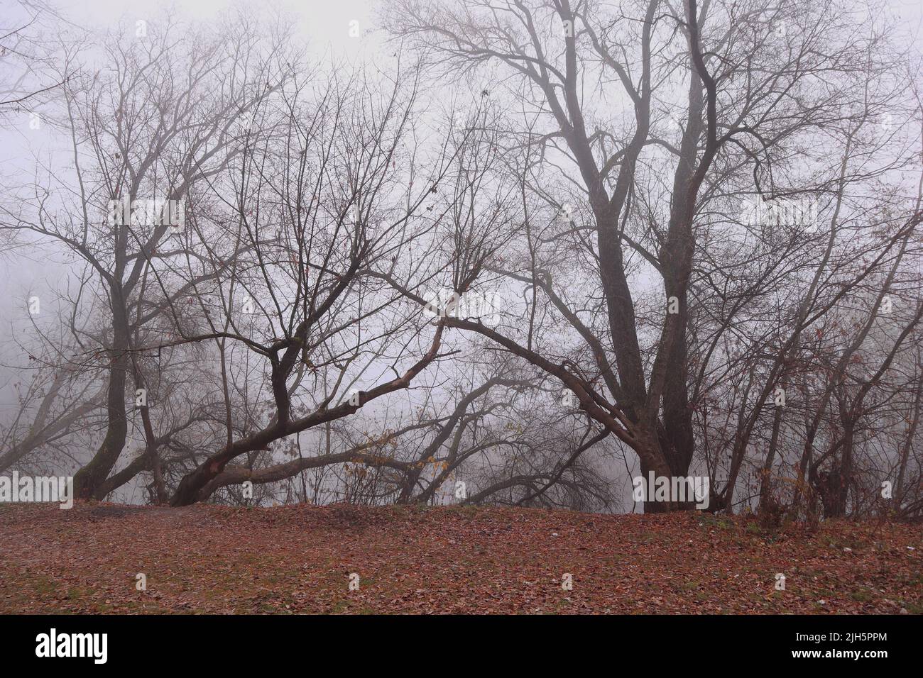 Mysterious autumn foggy forest hi-res stock photography and images - Alamy