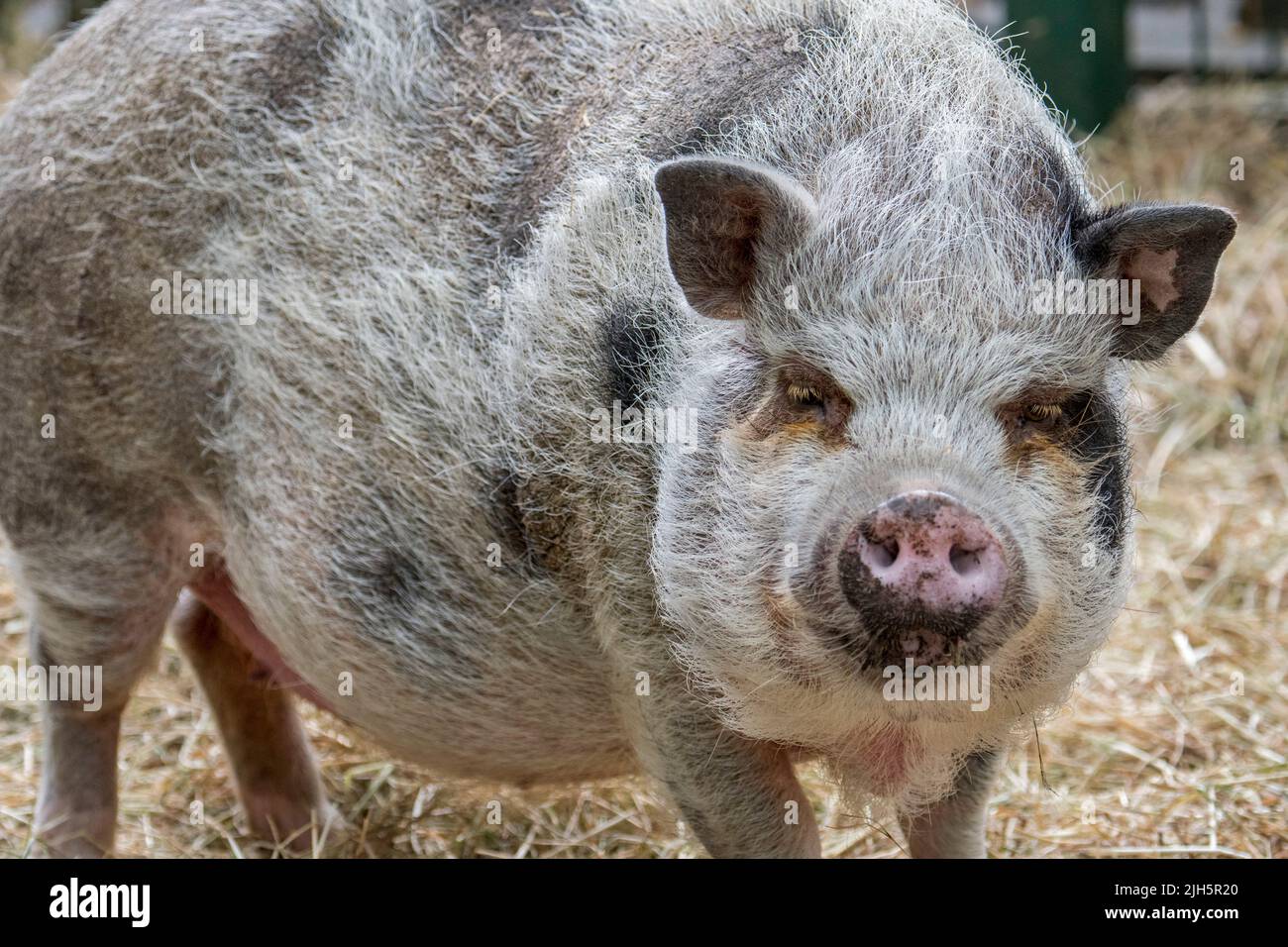 Vietnamese Pot-bellied pig / Lon I pig, Vietnamese breed of miniature ...