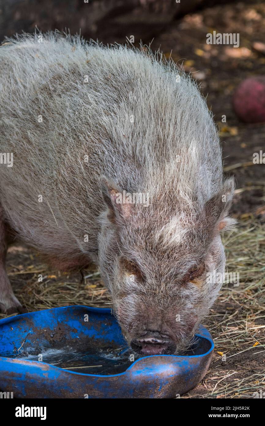 Vietnamese pig farm hi-res stock photography and images - Alamy