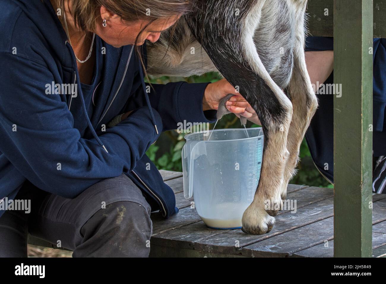 Milking goat hi-res stock photography and images - Alamy