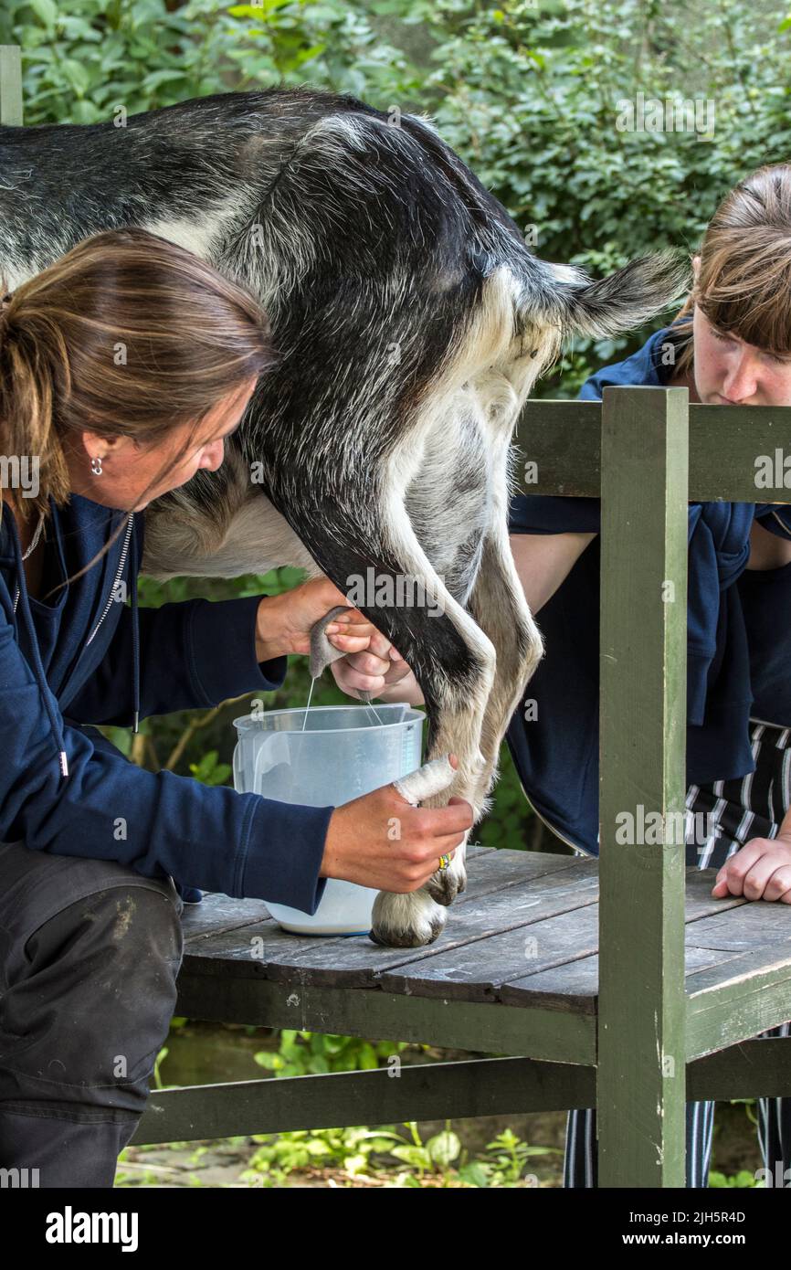 Two women hand milking goat by massaging and pulling down on the teats of the udder, squirting ...
