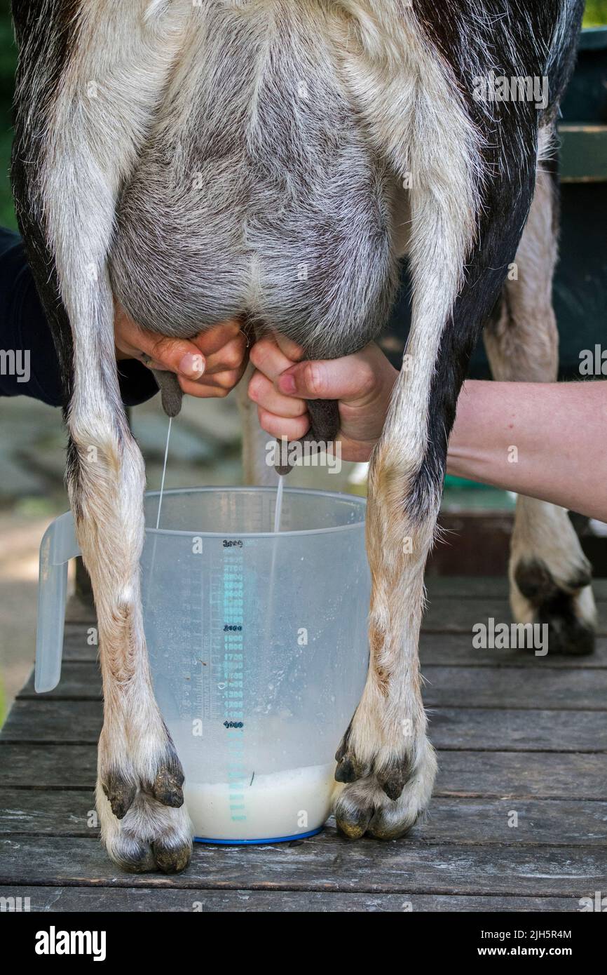 Two women hand milking goat by massaging and pulling down on the teats of the udder, squirting ...