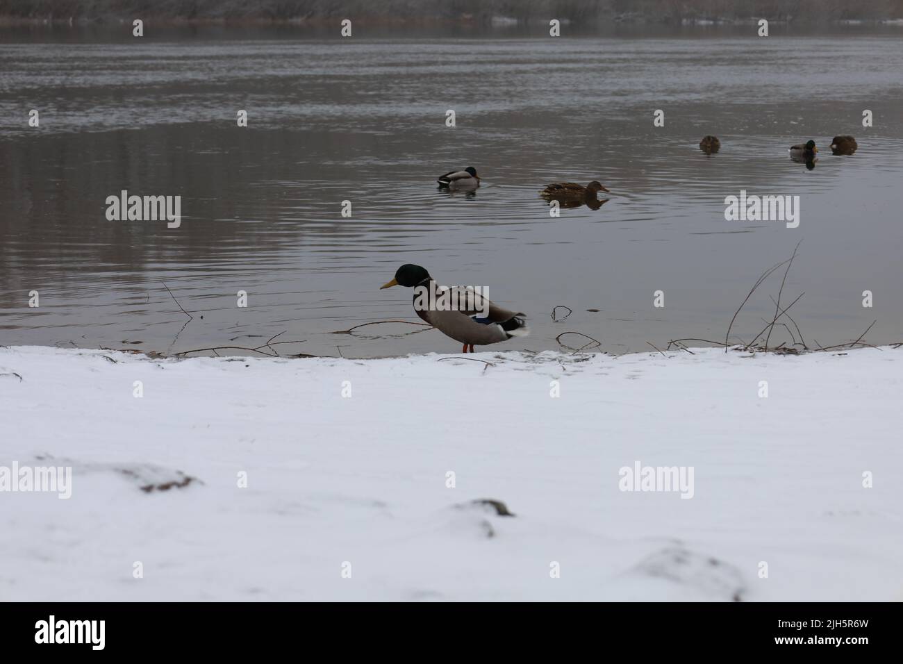 Wildlife reflection on ice hi-res stock photography and images - Alamy