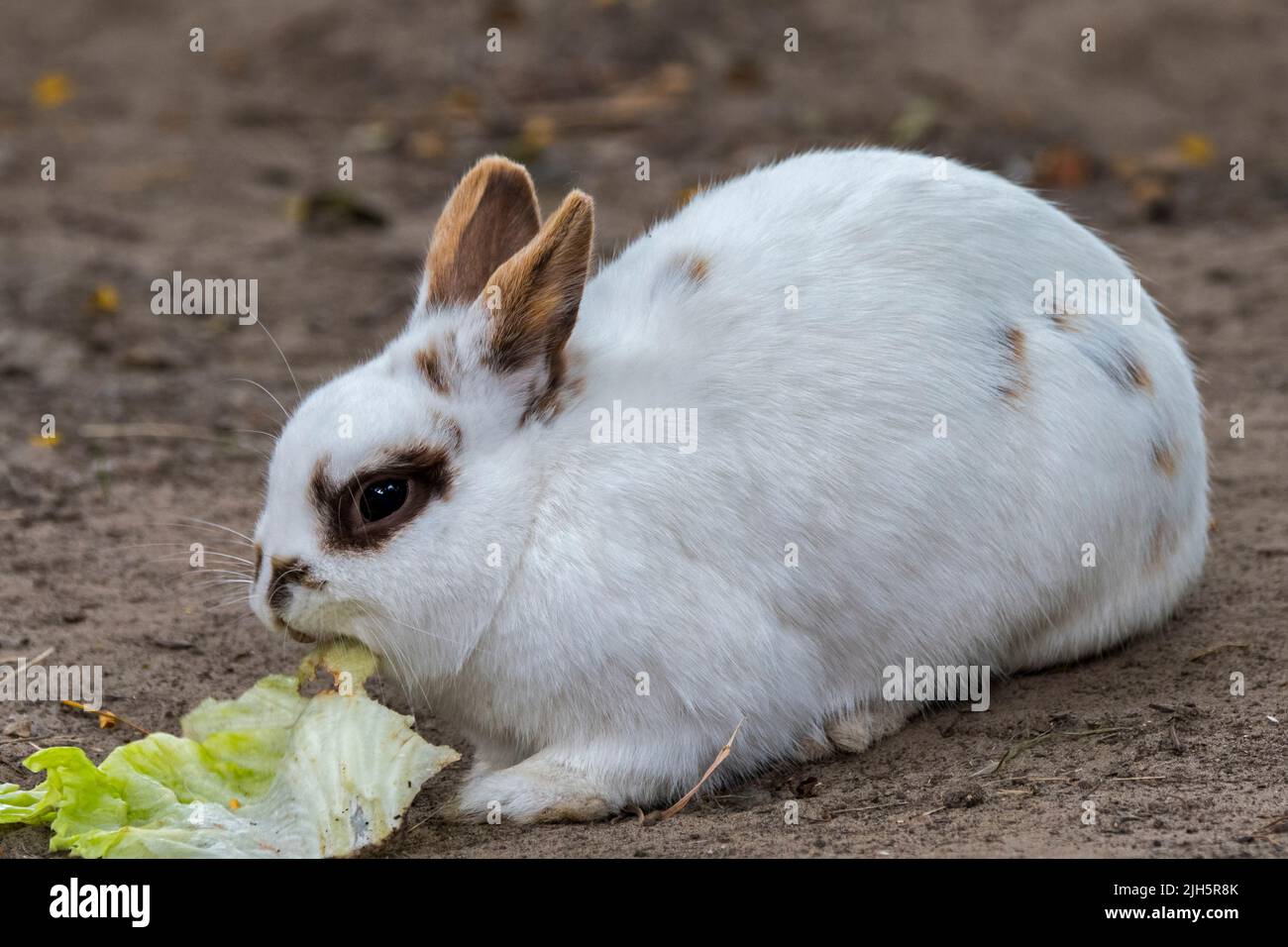 Close-up of white domestic dwarf rabbit / pet rabbit (Oryctolagus ...