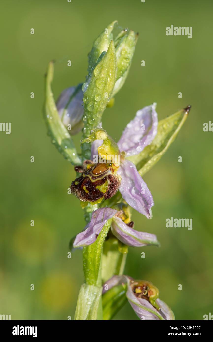 Close up of a bee orchid (ophrys apifera) flower covered in dew ...