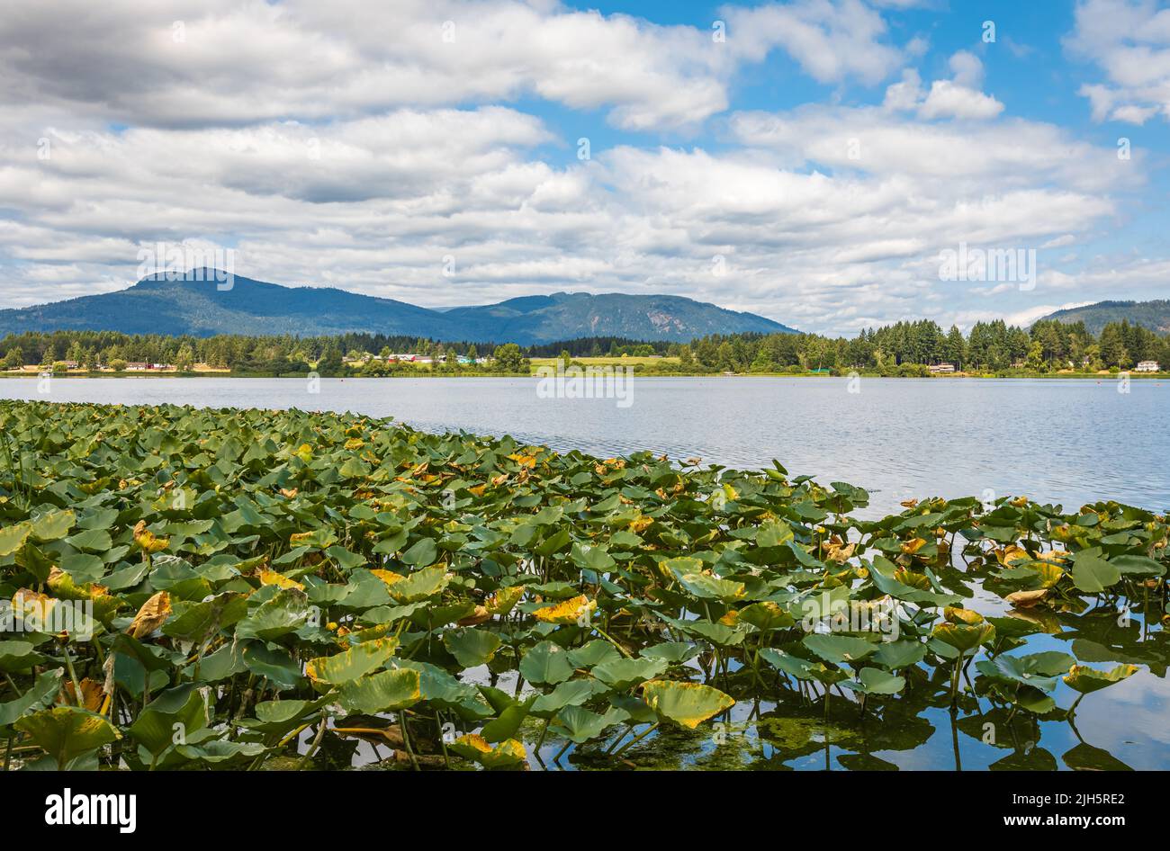 Wetlands in British Columbia. A bright blue sky with clouds above a ...