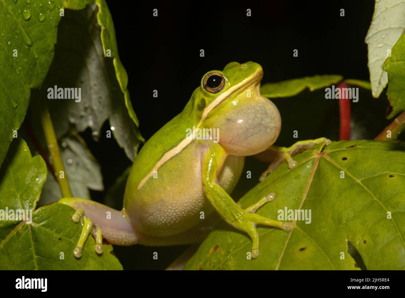 Green treefrog - Hyla cinerea Stock Photo - Alamy