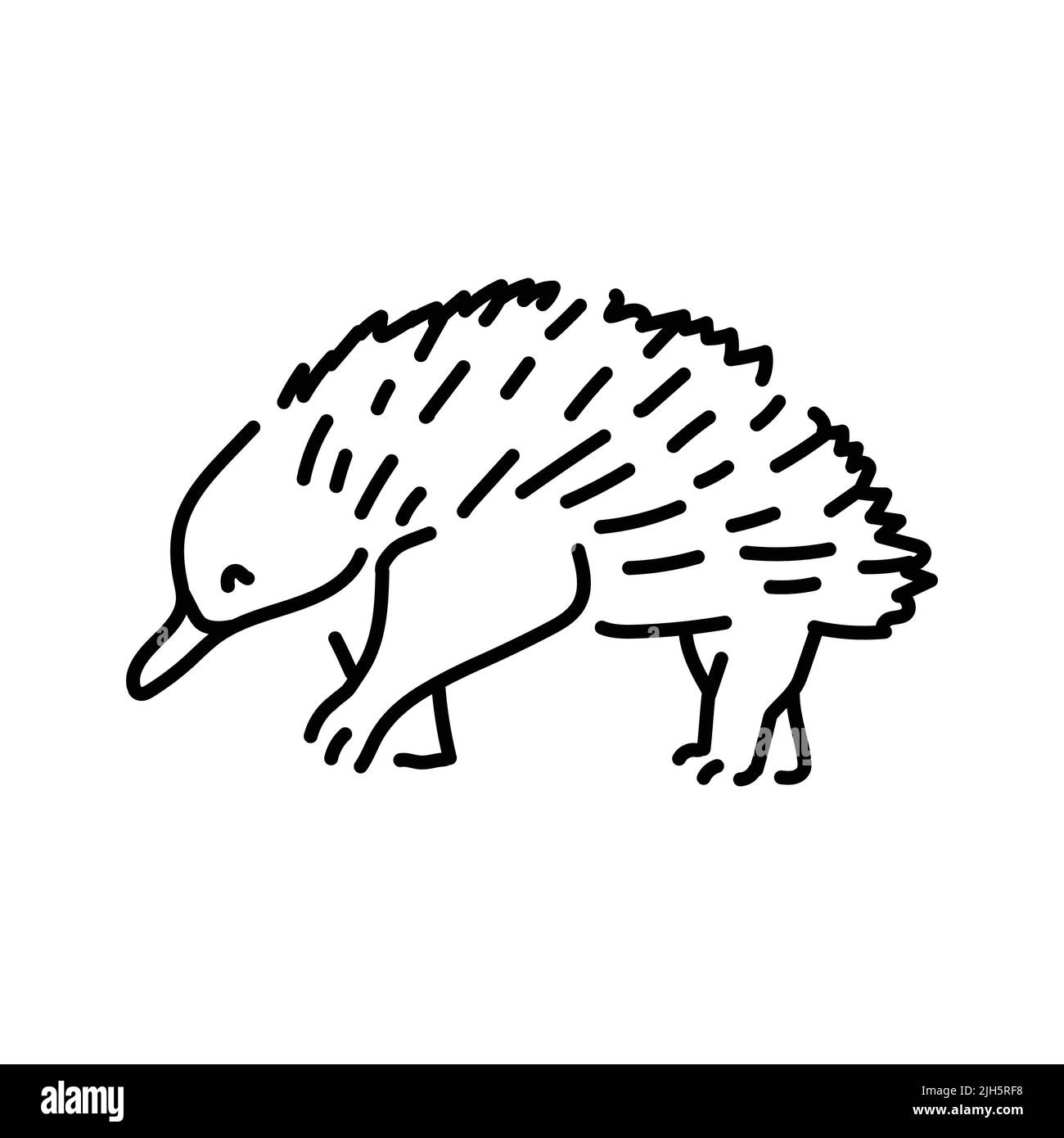 Australian echidna Black and White Stock Photos & Images - Alamy