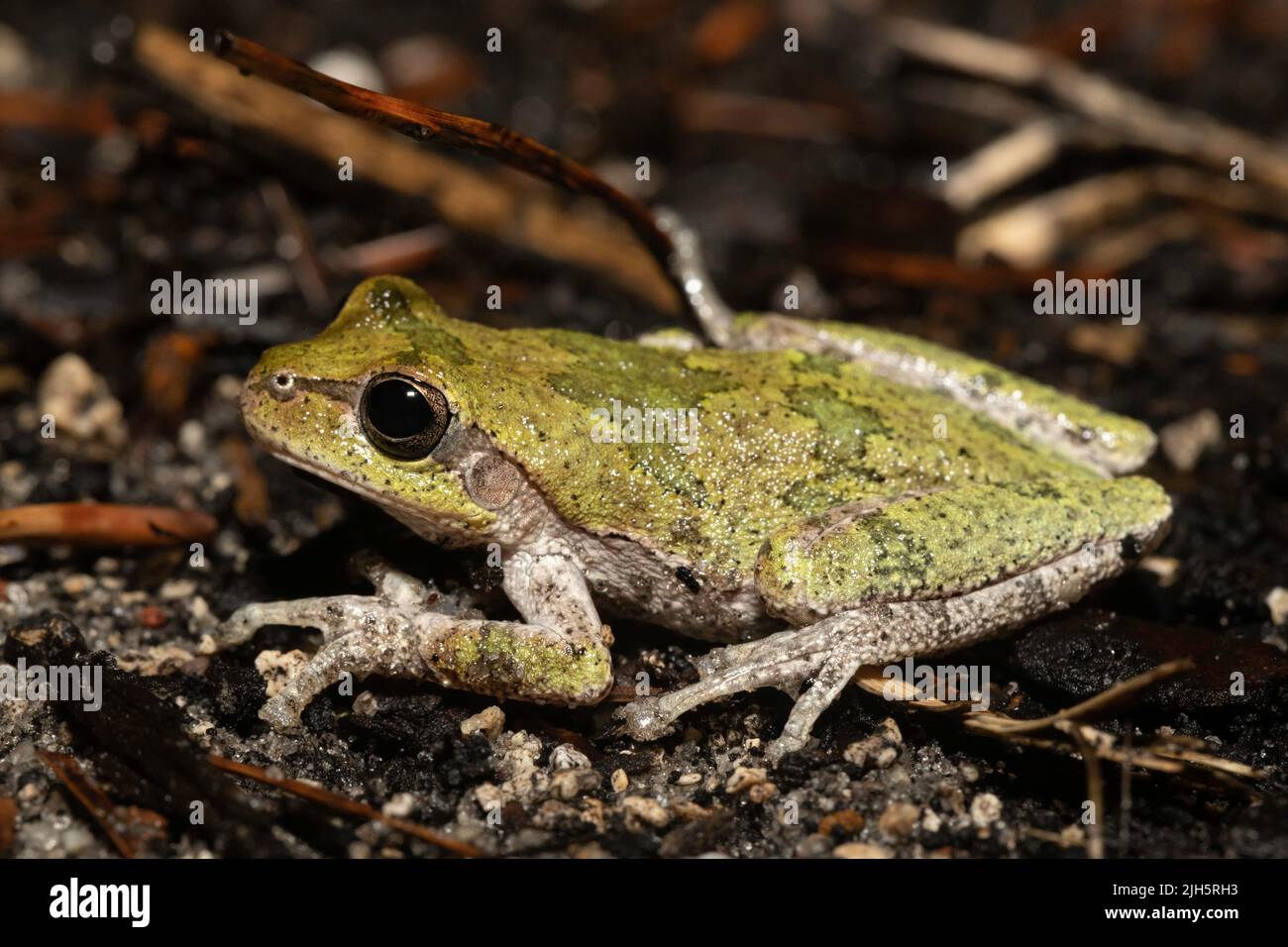 Pinewoods tree frog hi-res stock photography and images - Alamy