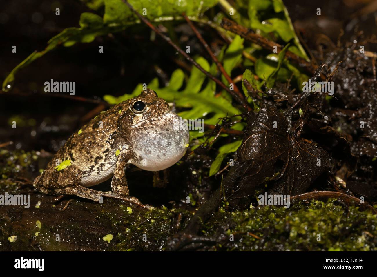 Southern gray treefrog calling as a member of a loud breeding chorus ...