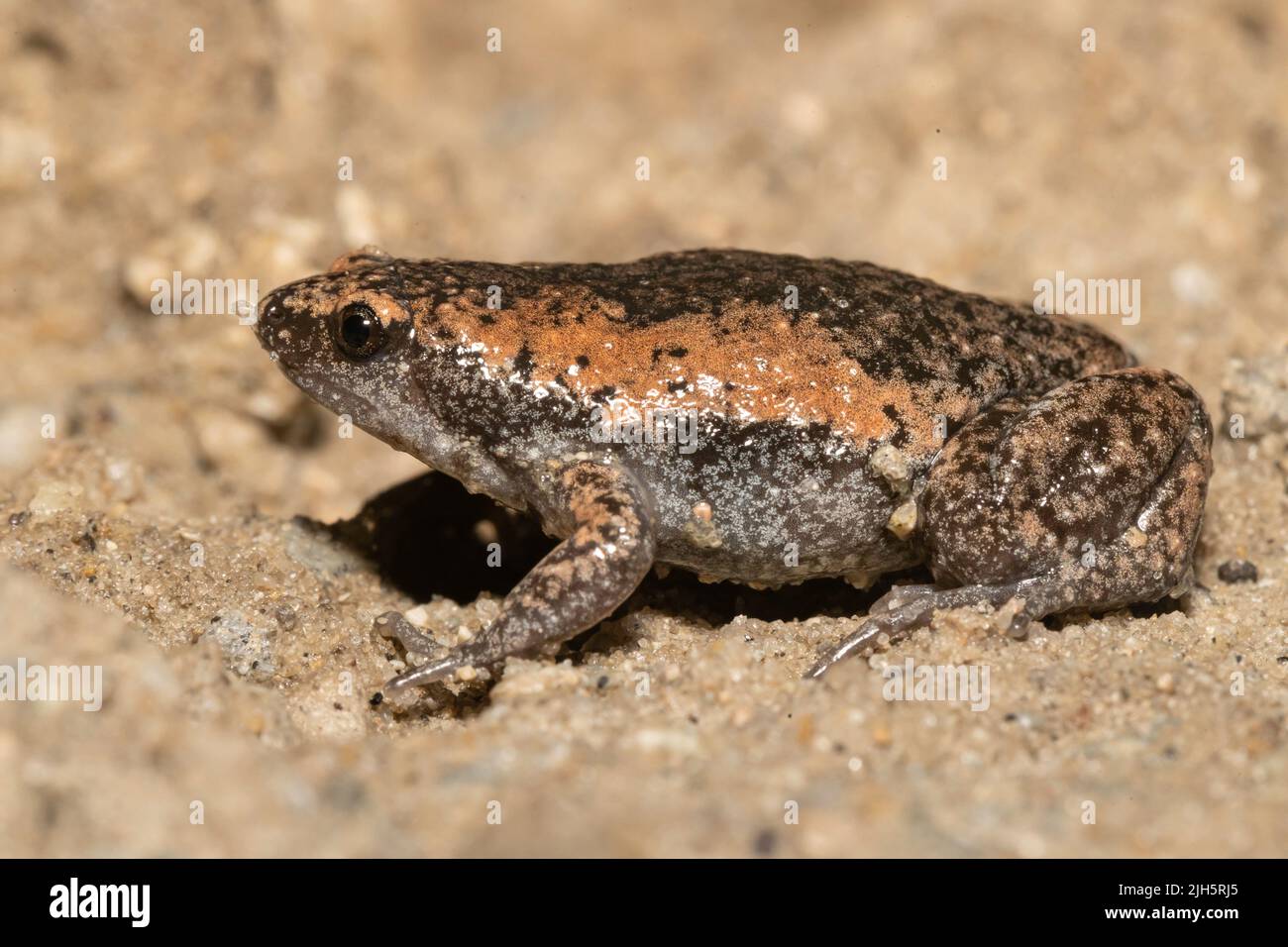 Gastrophryne carolinensis hi-res stock photography and images - Alamy