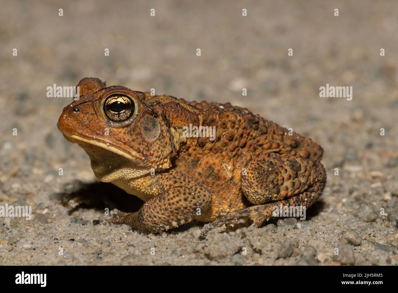 Southern Toad - Anaxyrus terrestris Stock Photo - Alamy