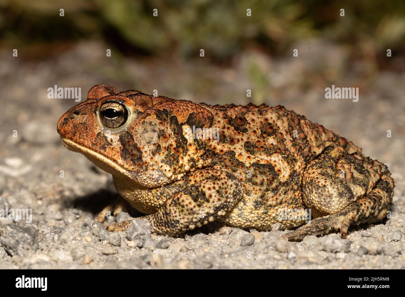 Southern Toad - Anaxyrus terrestris Stock Photo - Alamy