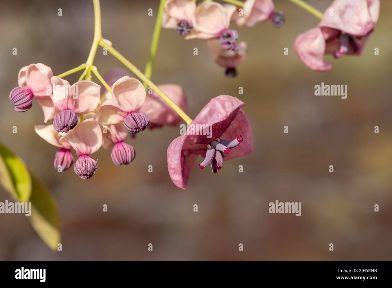 Close up of flowers on a chocolate vine (akebia quinata) plant Stock ...