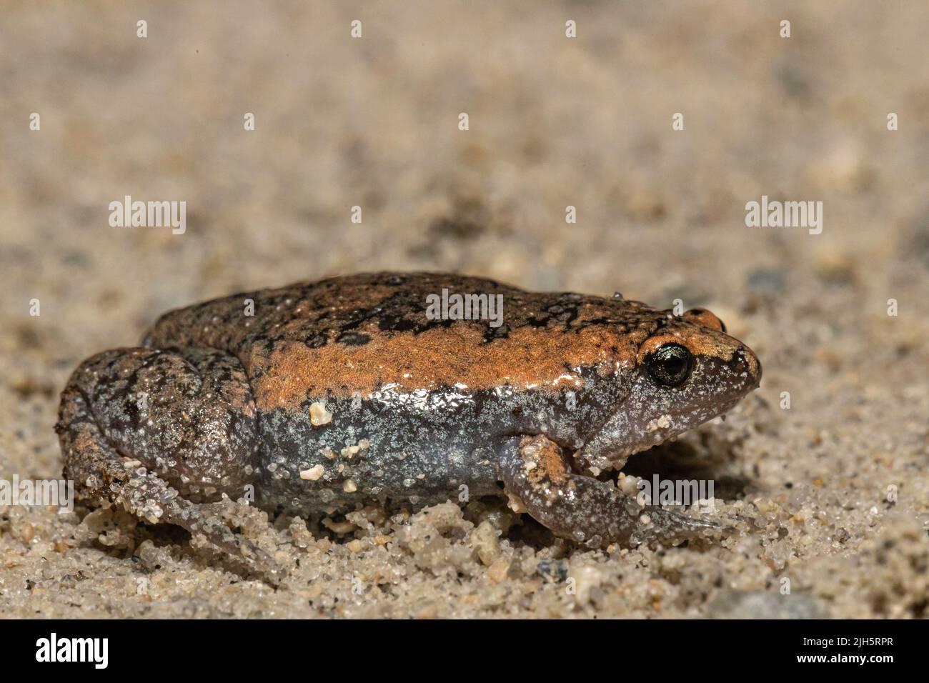 Gastrophryne carolinensis hi-res stock photography and images - Alamy