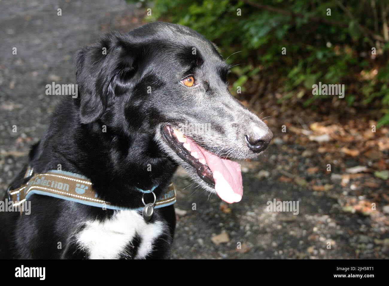 Hund gebiss hi-res stock photography and images - Alamy