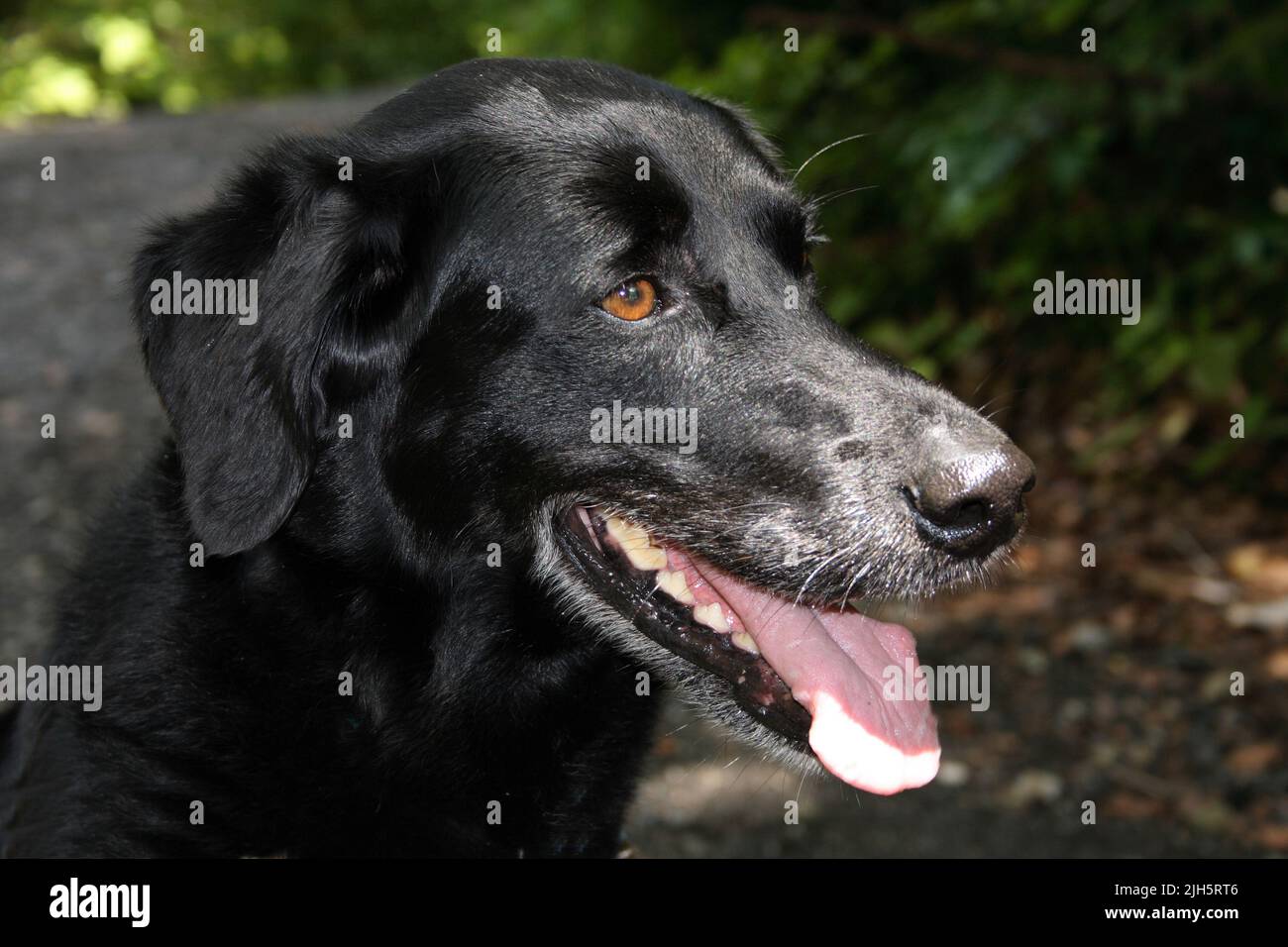 Hund gebiss hi-res stock photography and images - Alamy