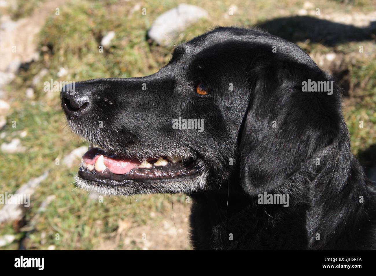 Hund gebiss hi-res stock photography and images - Alamy