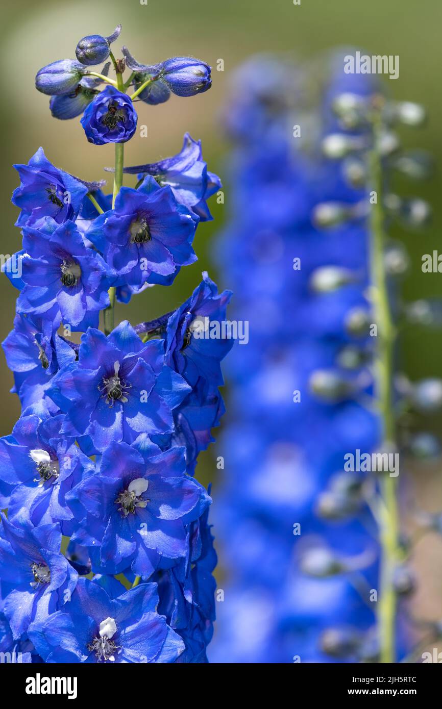 Close up of blue delphinium flowers in bloom Stock Photo - Alamy