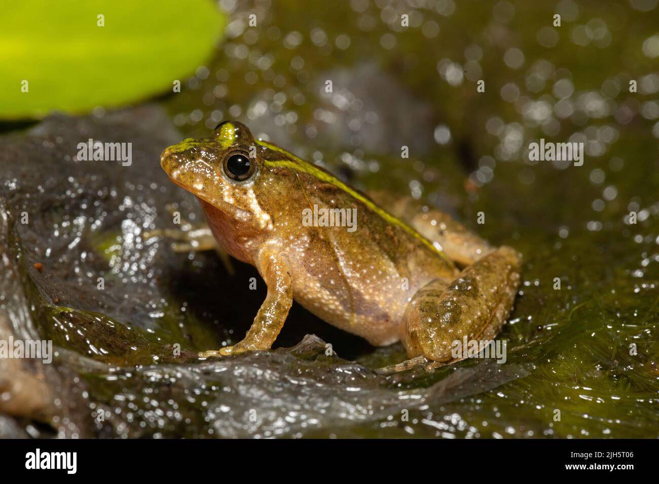 Southern cricket frog - Acris gryllus Stock Photo - Alamy