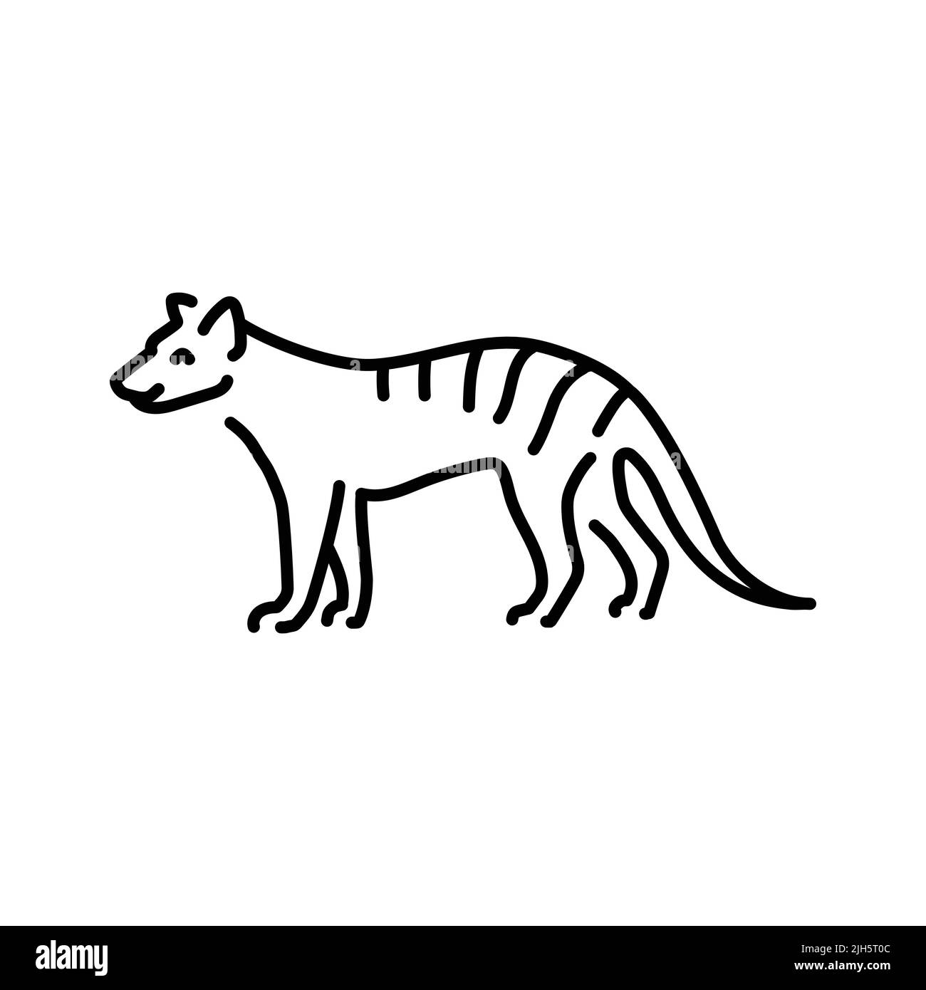 Marsupial wolf color line illustration. Animals of Australia Stock ...