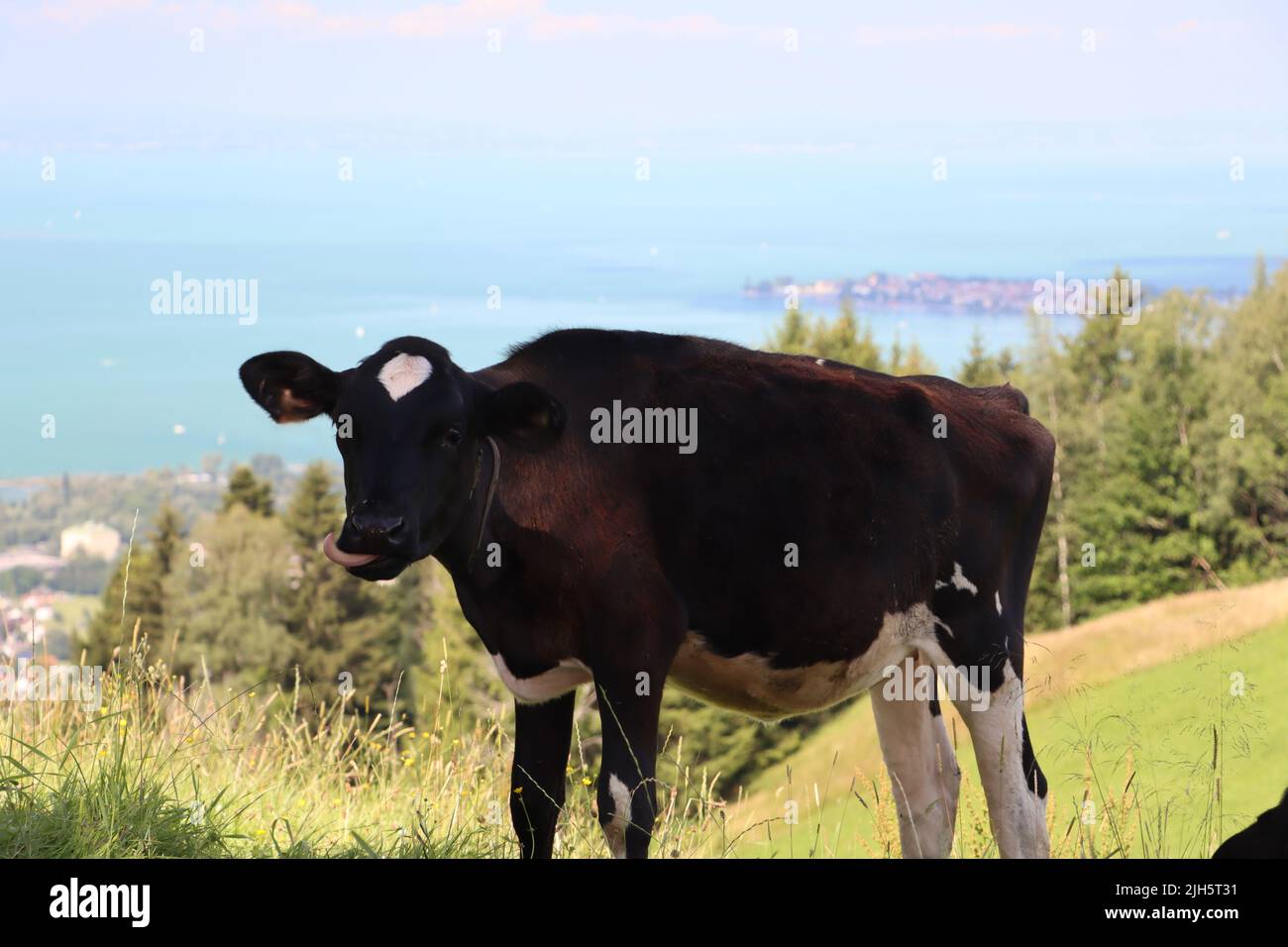 maverik paradise: Young cows are enjoying summer time gazing on fresh ...