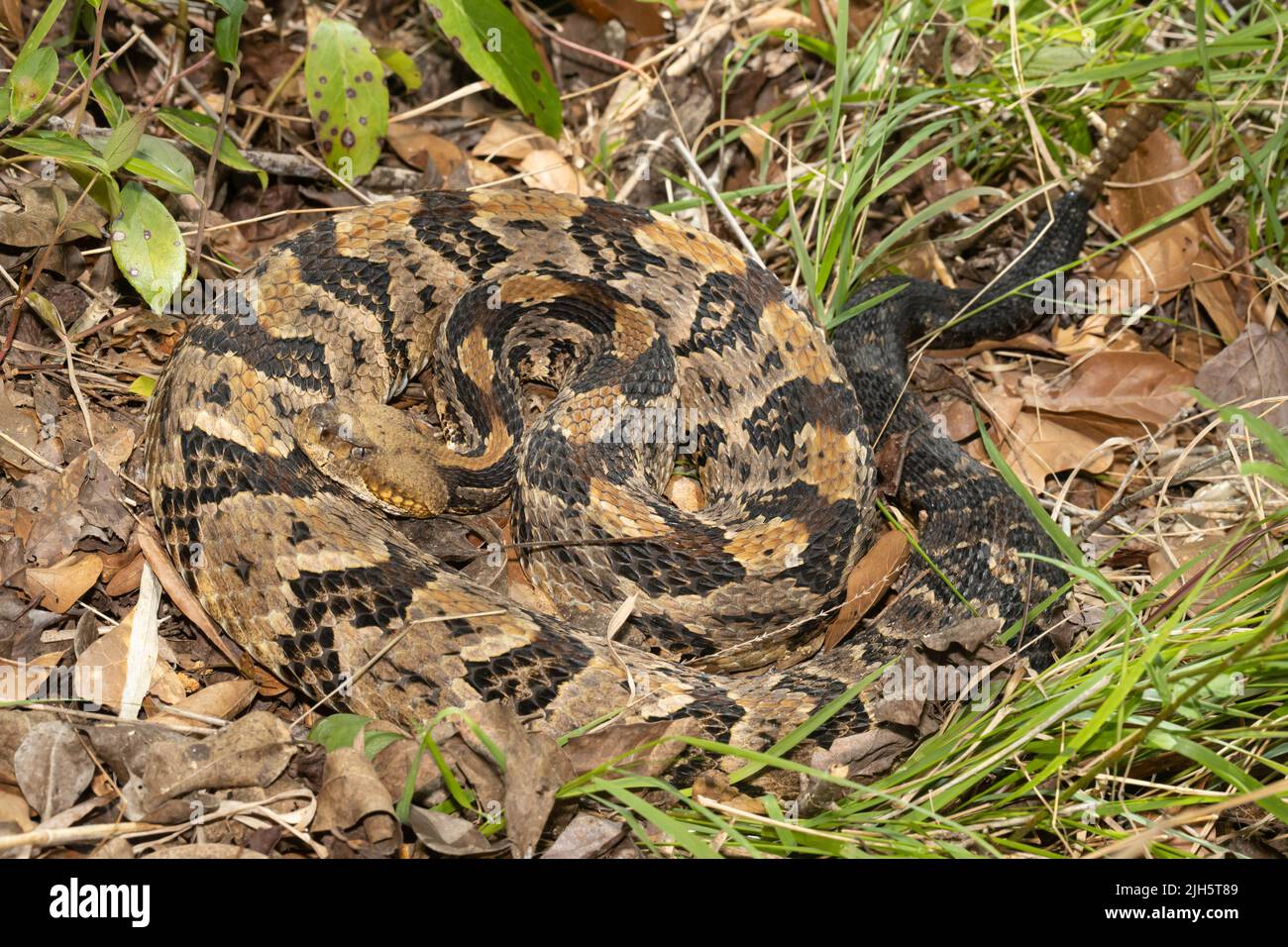 Canebrake rattlesnake hi-res stock photography and images - Alamy