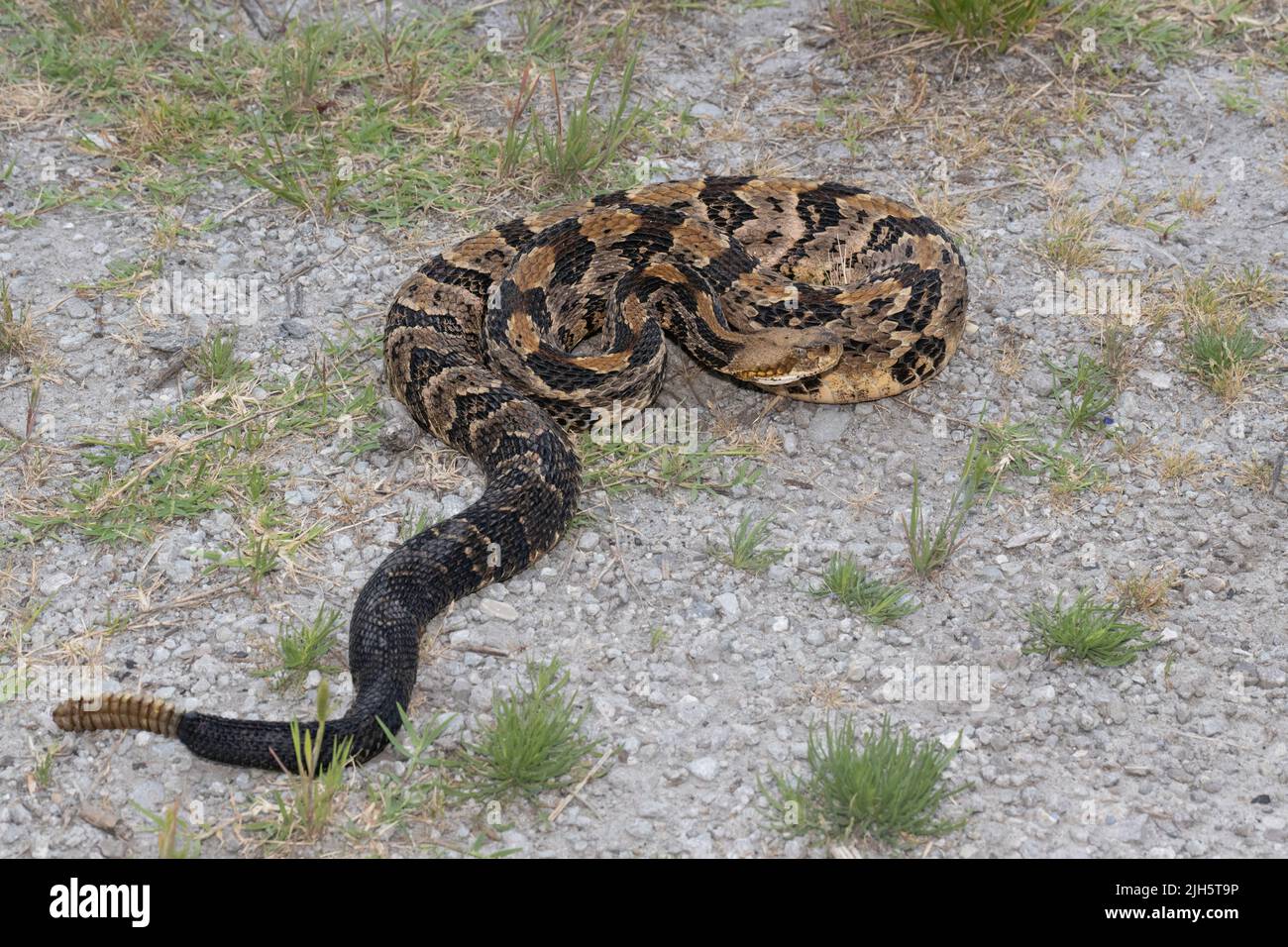 Snakes of north carolina hi-res stock photography and images - Alamy