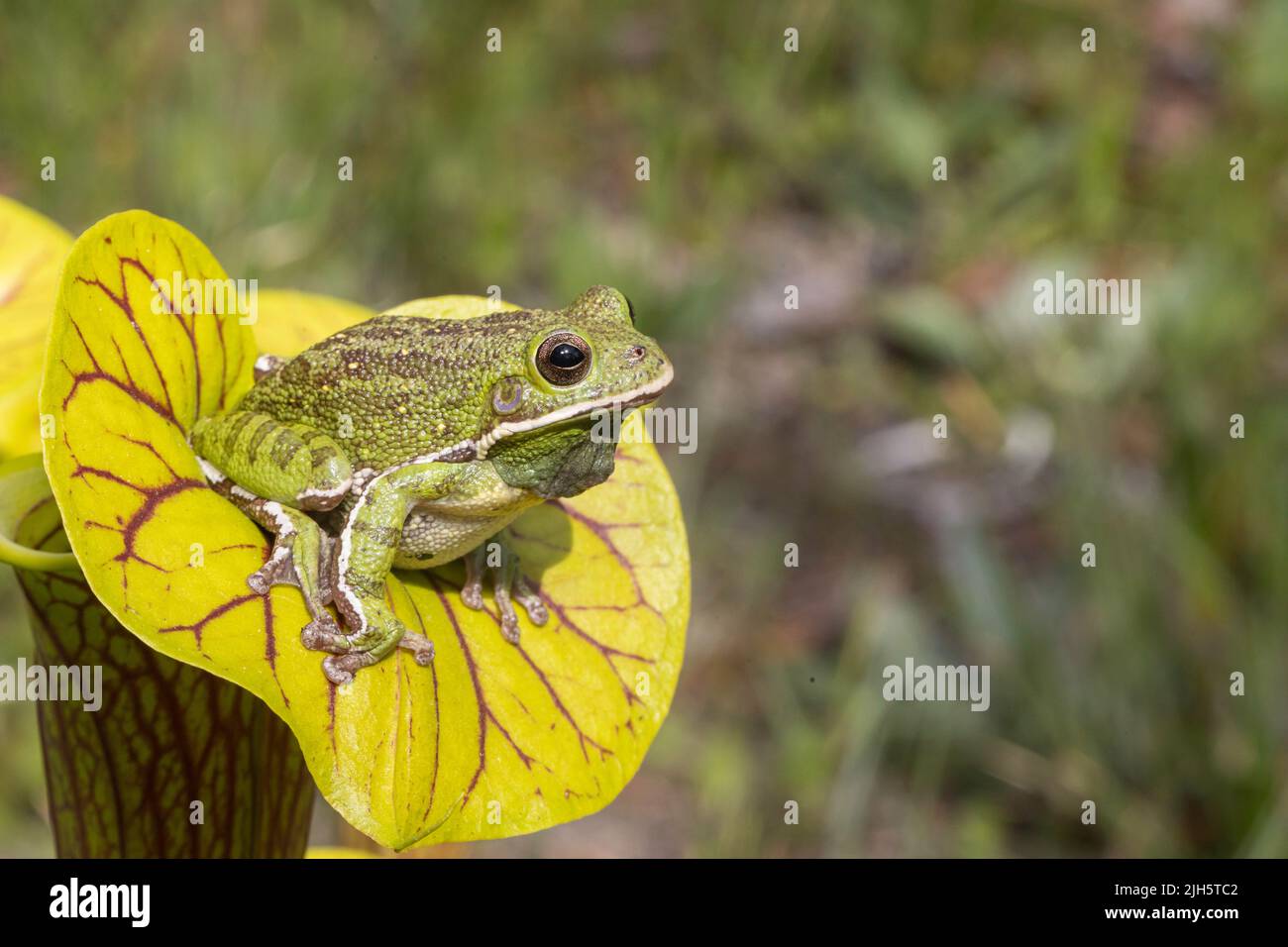 Sundew Plant Eating Frog