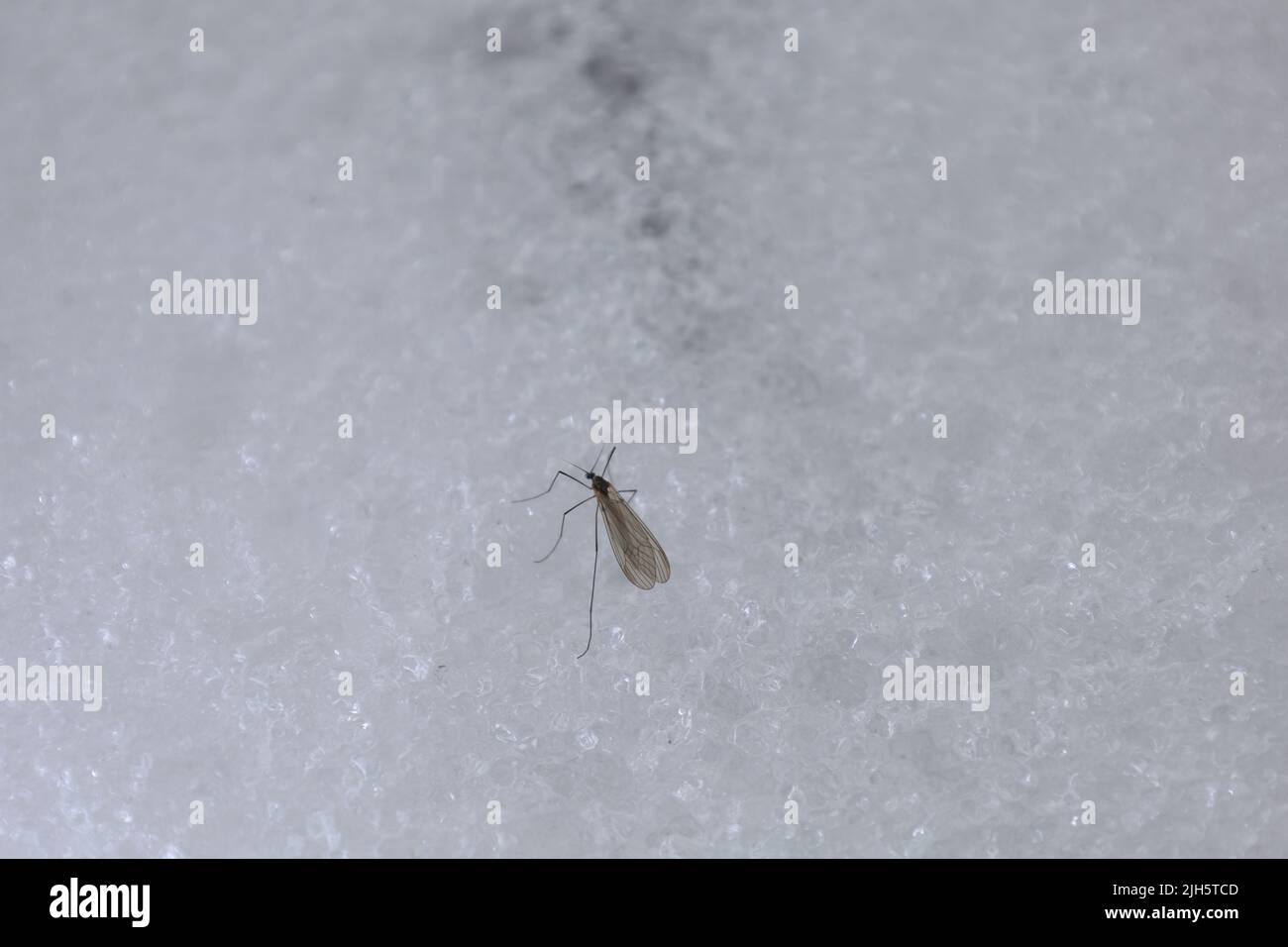 Mosquitos hi-res stock photography and images - Alamy