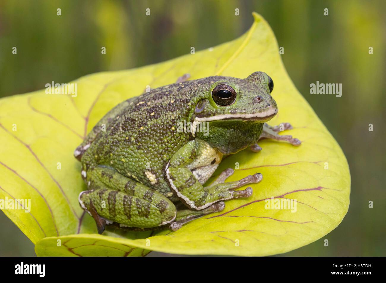 Sundew Plant Eating Frog