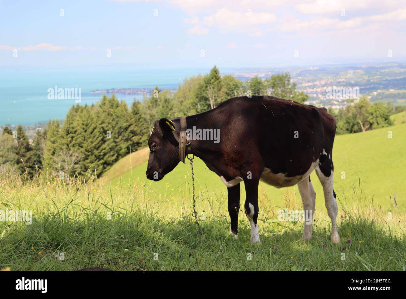 maverik paradise: Young cows are enjoying summer time gazing on fresh ...